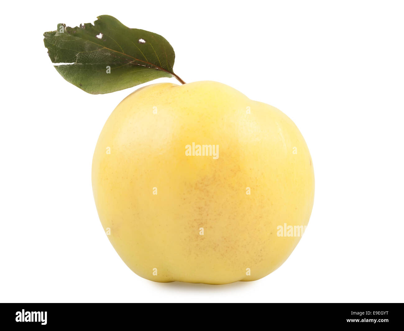 yellow quince isolated on white background, studio shot Stock Photo - Alamy