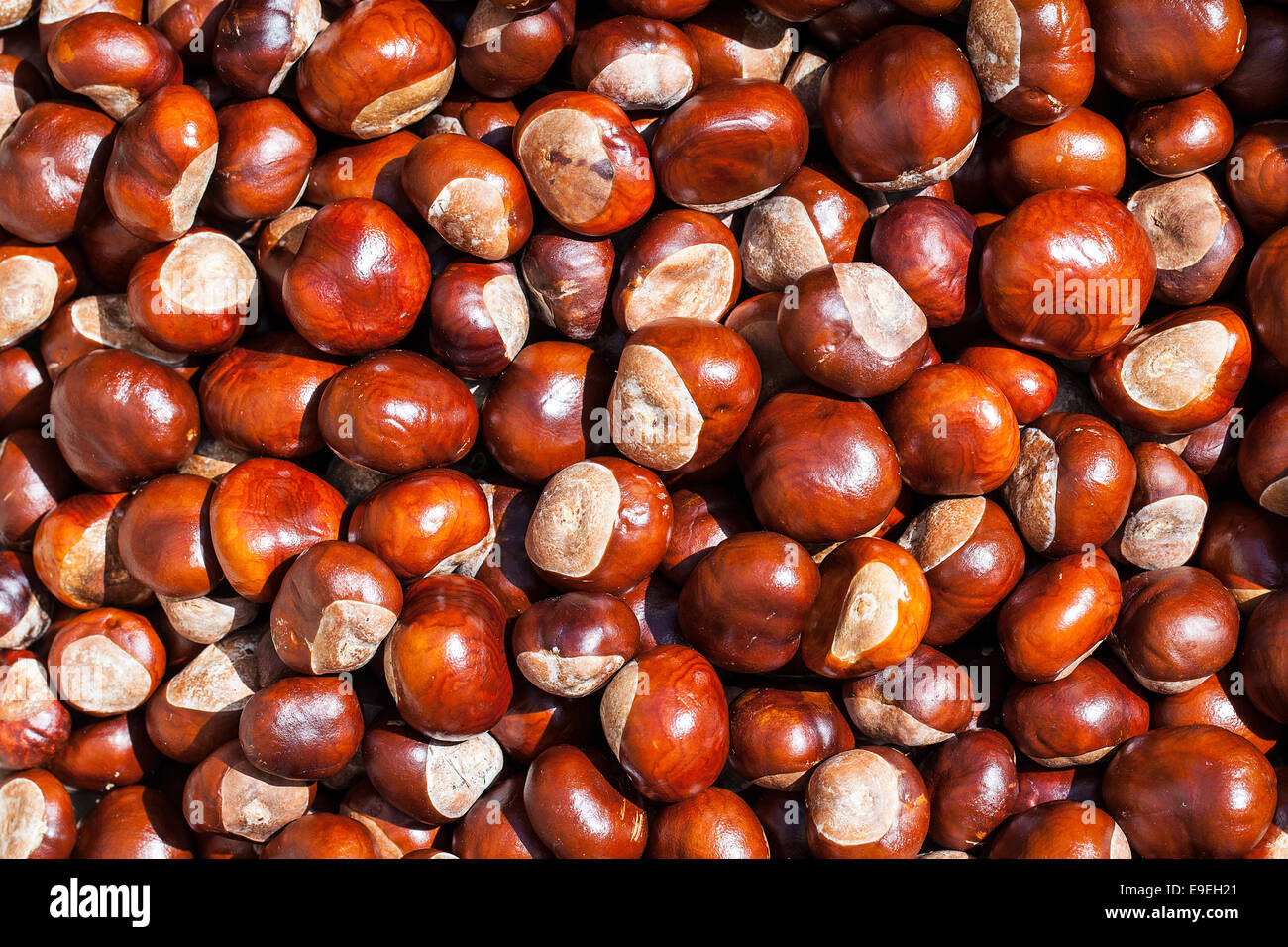 A large number of conkers from a horse chestnut tree Stock Photo - Alamy
