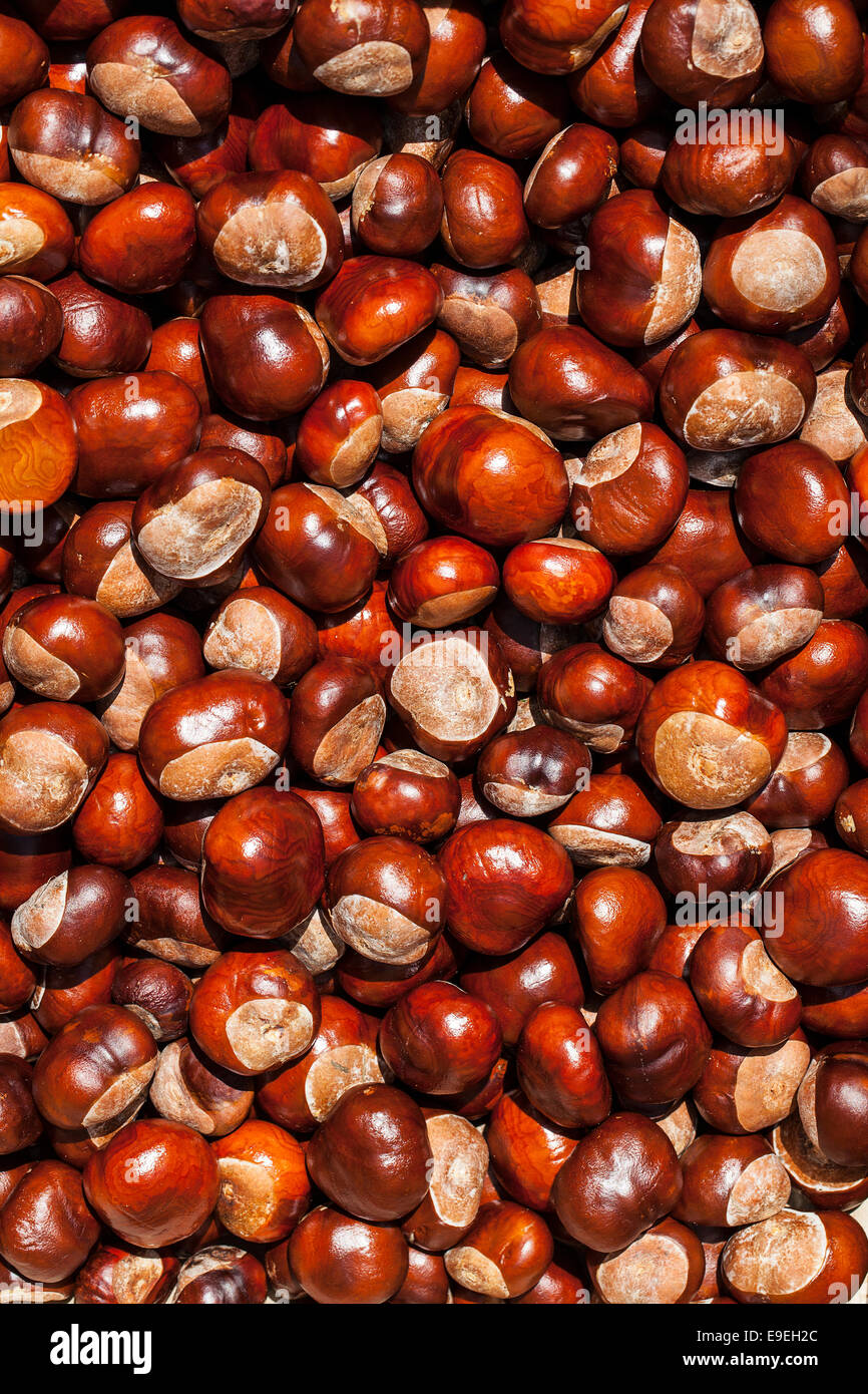 A large number of conkers from a horse chestnut tree Stock Photo - Alamy