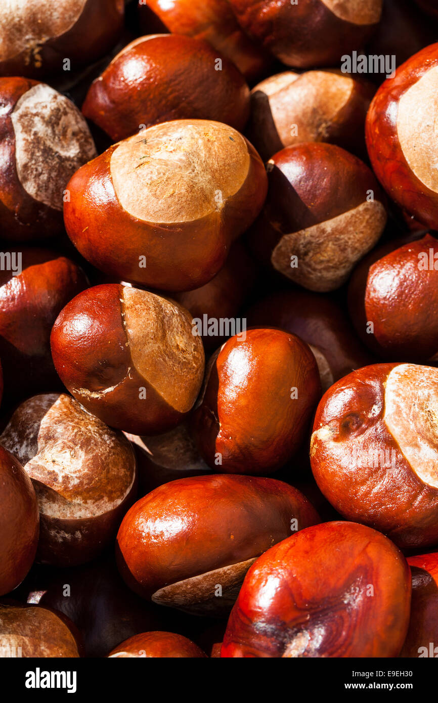 A large number of conkers from a horse chestnut tree Stock Photo - Alamy