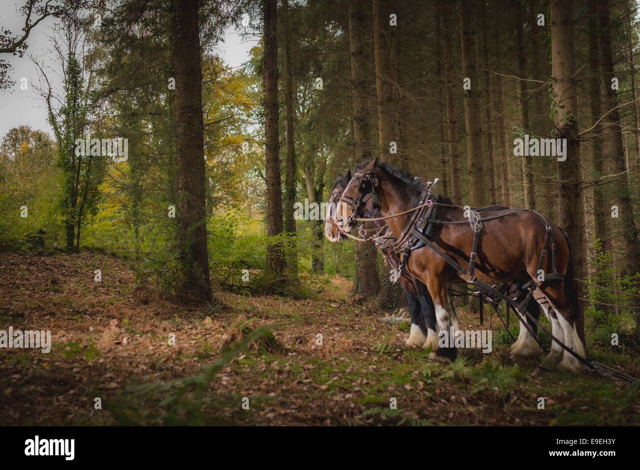 Heavy horses working in woodland Stock Photo - Alamy