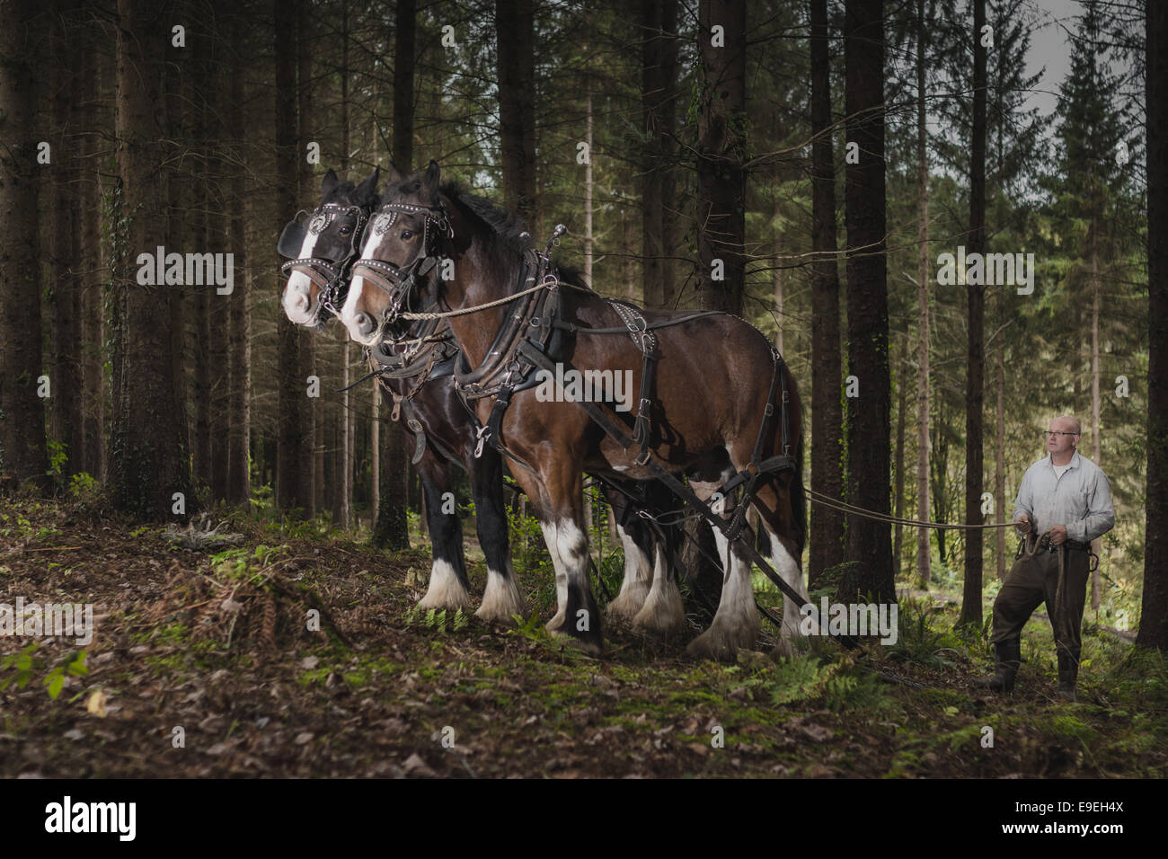 Heavy horses working in woodland Stock Photo - Alamy