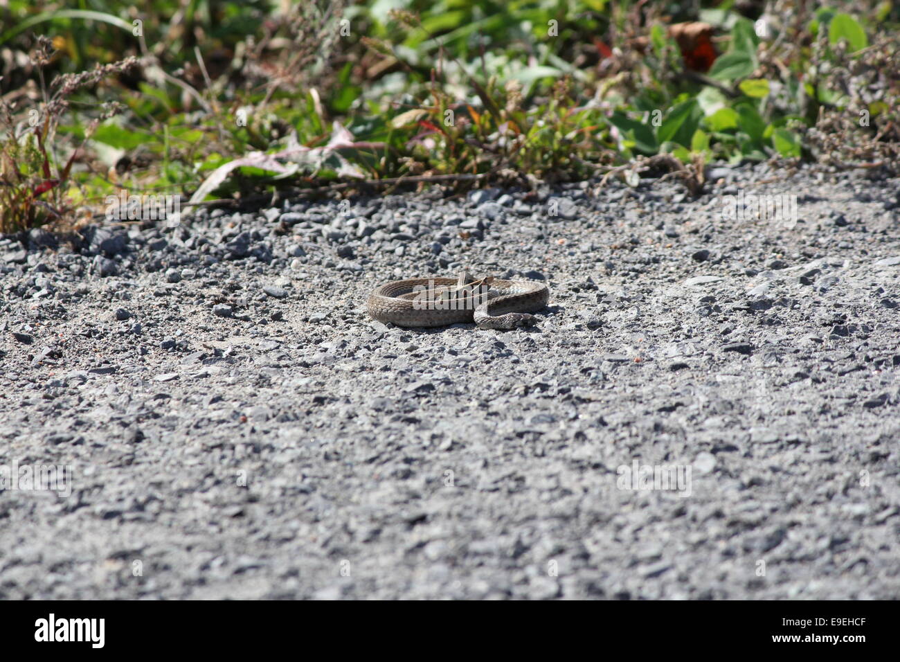 Snake coil hi-res stock photography and images - Alamy