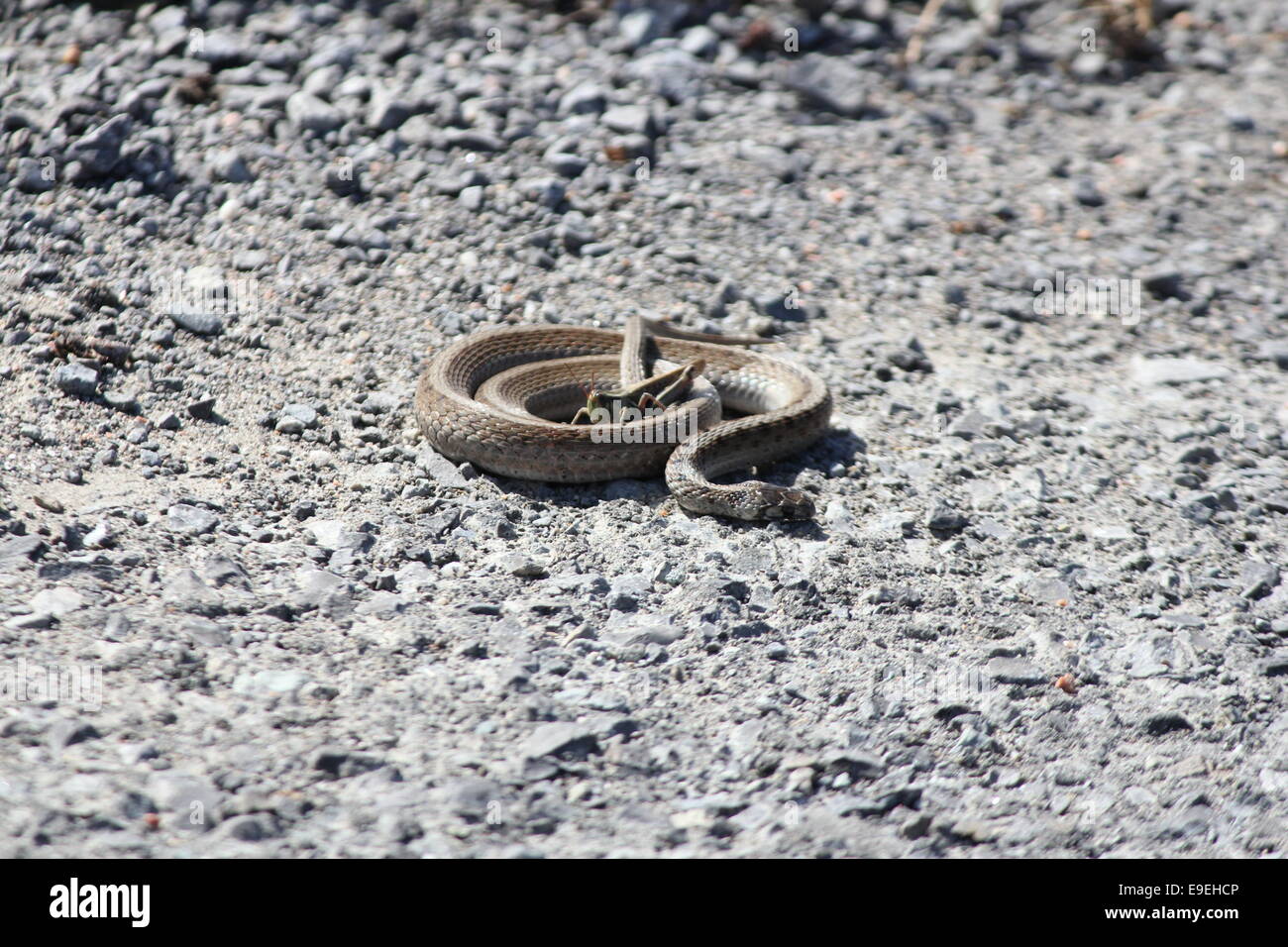 Brown snake (Dekays Brownsnake) coiled up on a roadside, appears dead ...