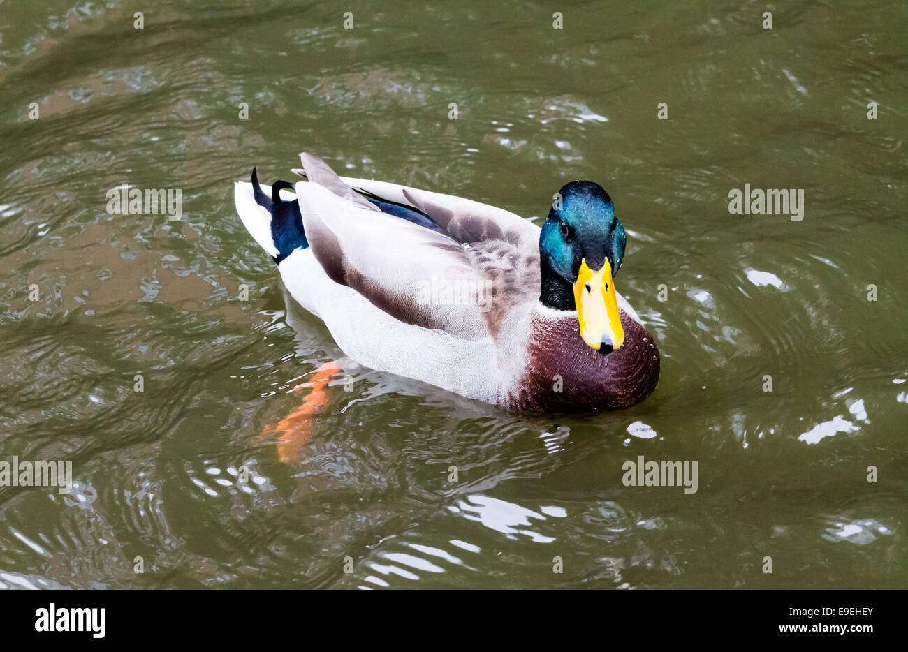 Adult Mallard Drake, swimming in the canal Stock Photo - Alamy