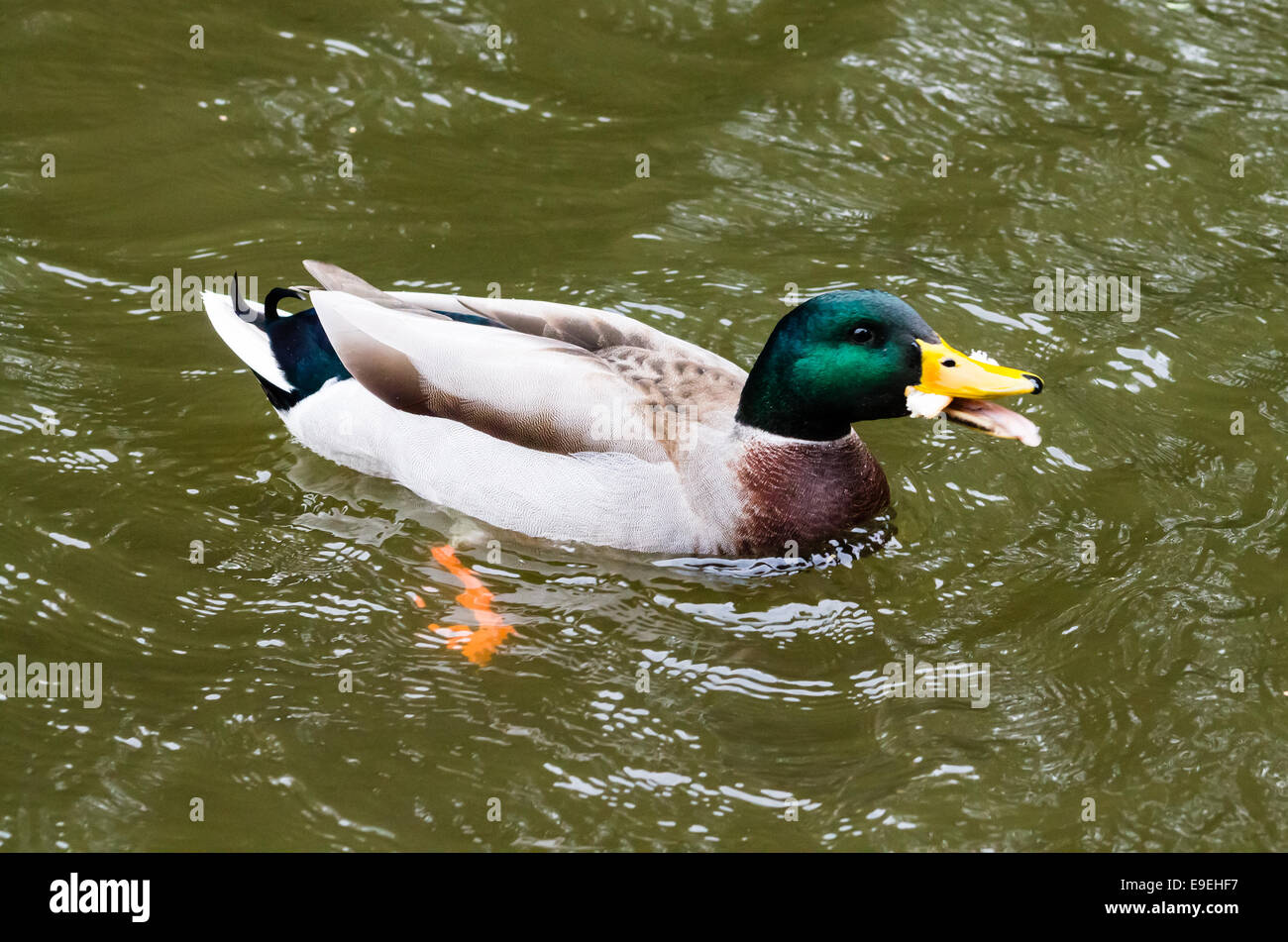 Hungry Mallard Drake, swimming in the canal and eating bread Stock ...