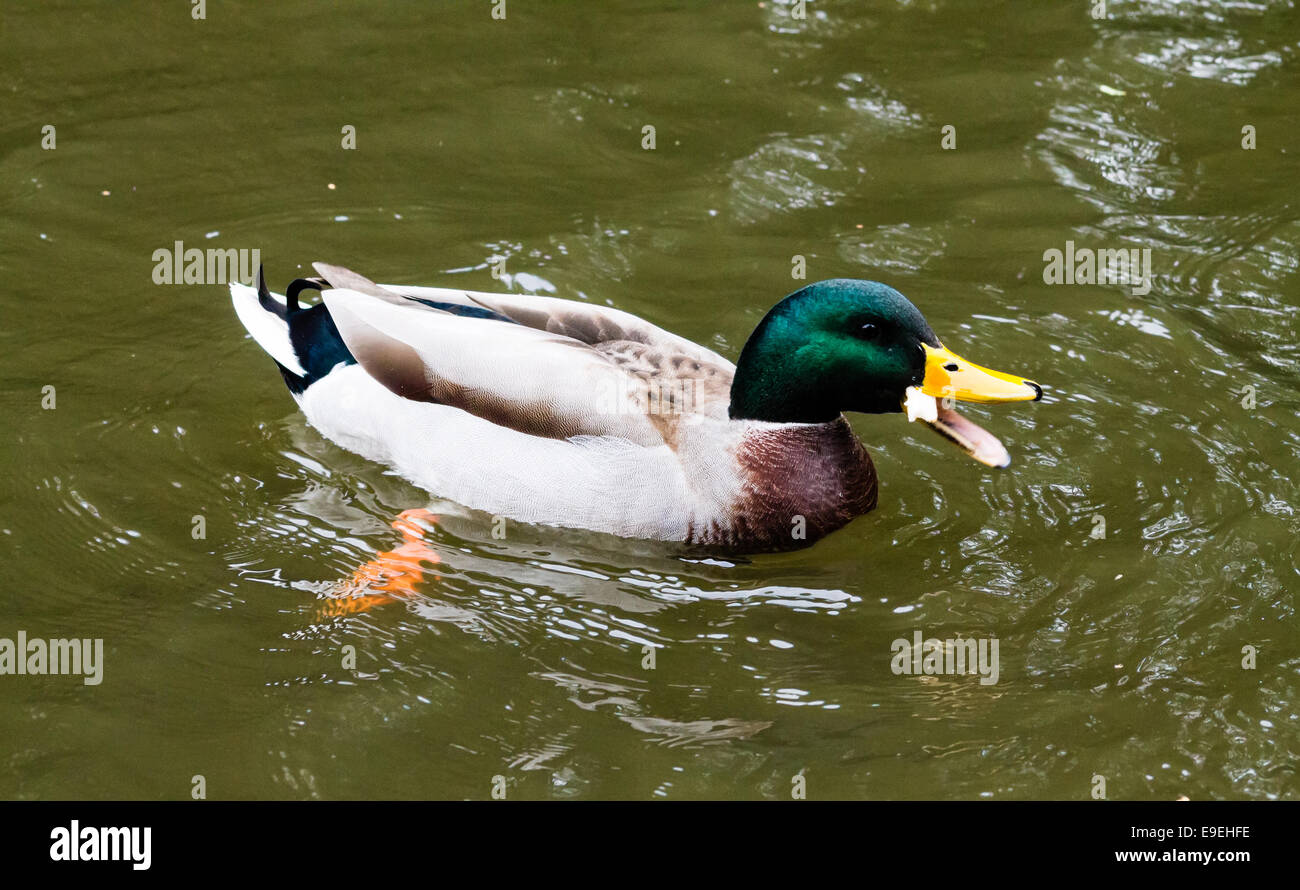 Hungry Mallard Drake, swimming in the canal and eating bread Stock ...