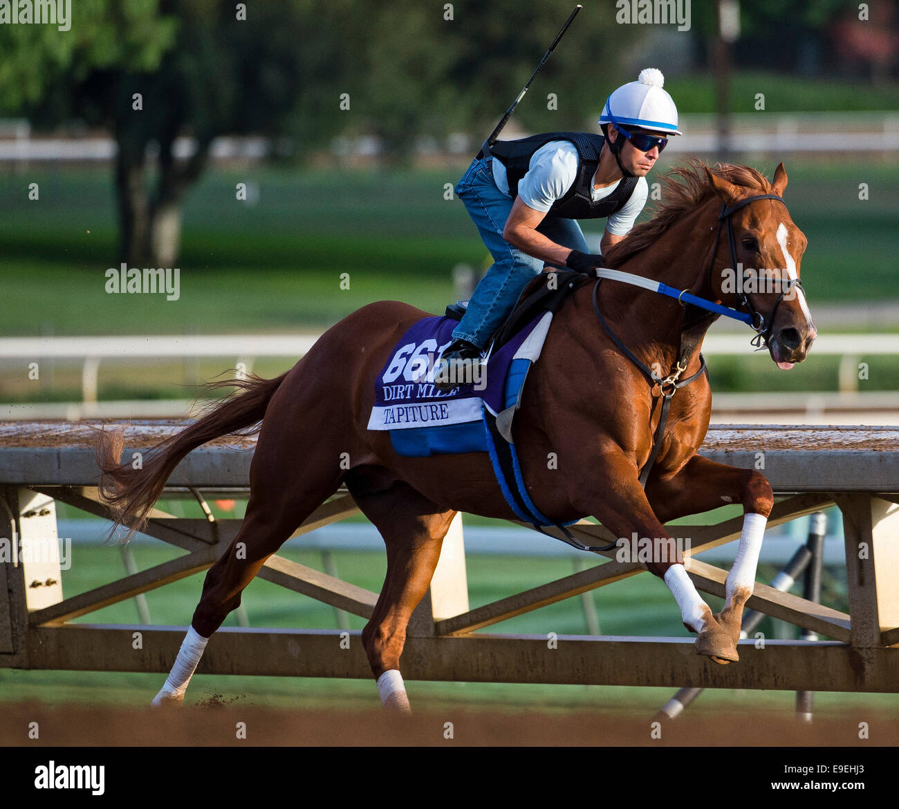 Tapiture Most Popular Photos