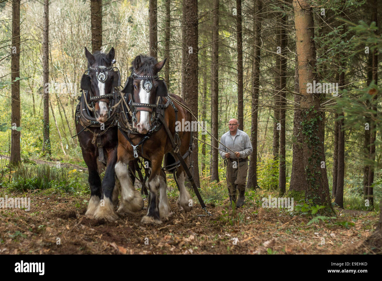 Horse power working horses hi-res stock photography and images - Alamy
