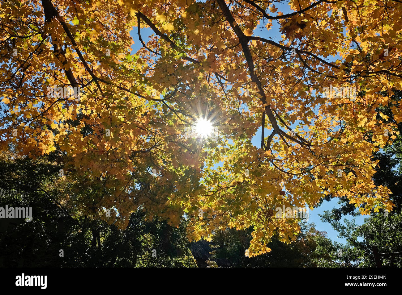 Sun shining through tree back lighting Autumn leaves. Colorful fall ...