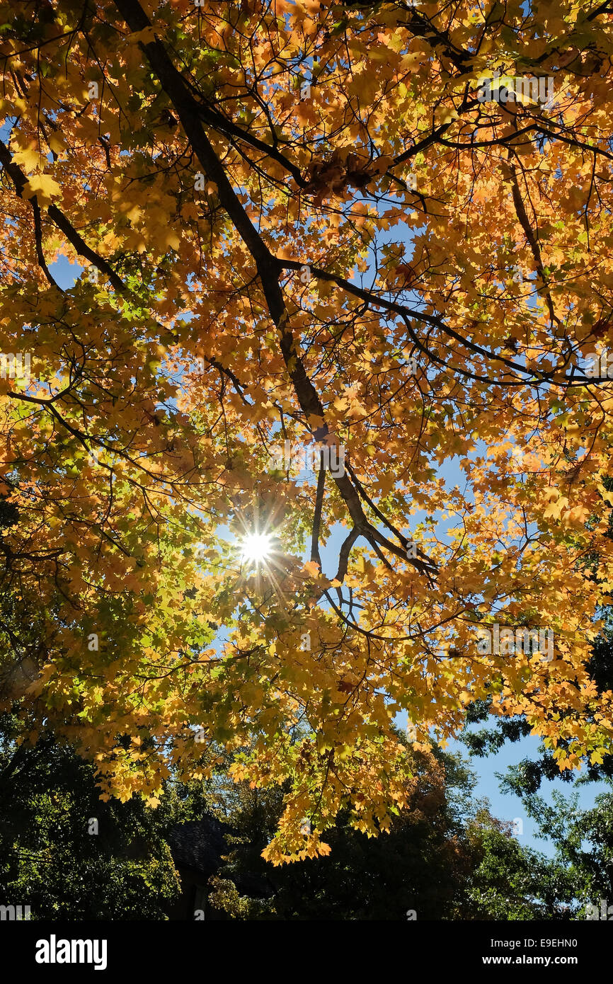 Back lighting through leaves hi-res stock photography and images - Alamy