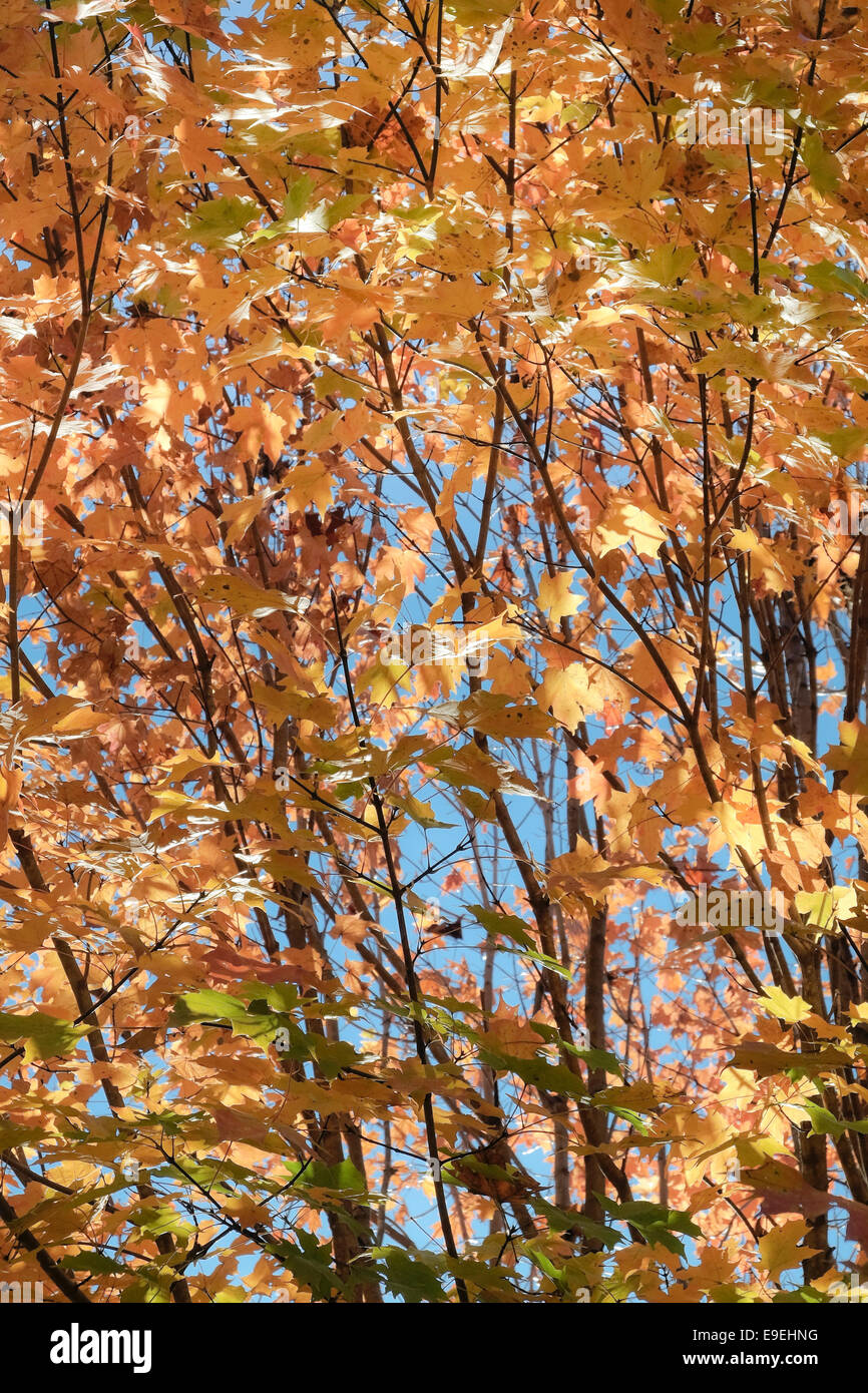 Autumn leaves on a tree. Colorful fall leaves Stock Photo - Alamy