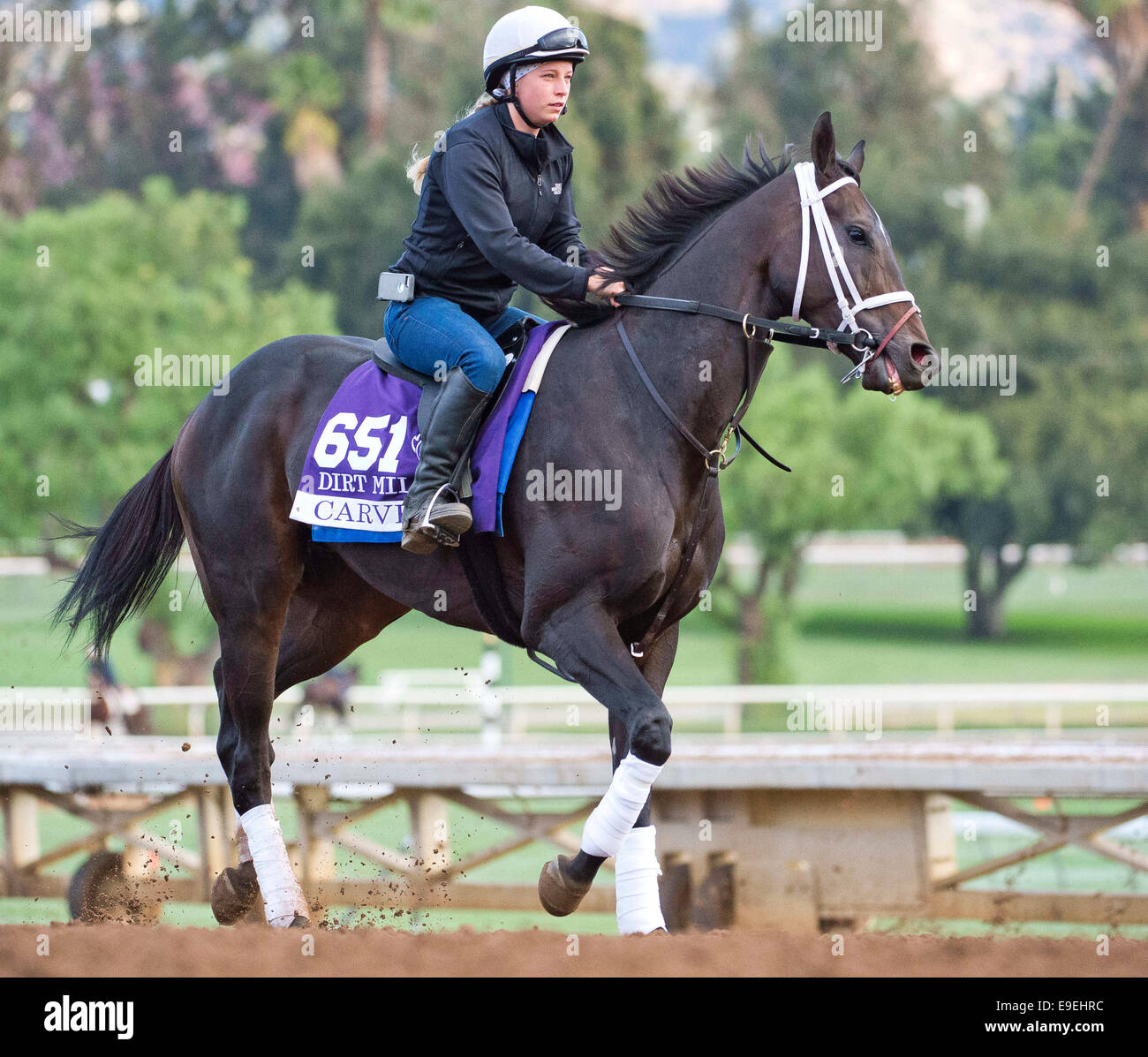 Brad cox horse hi-res stock photography and images - Alamy