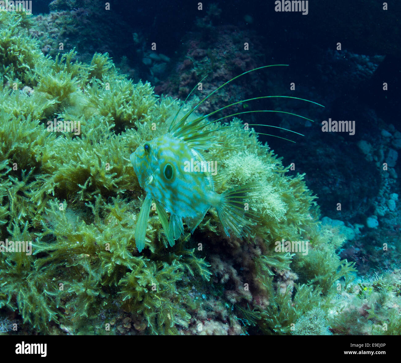 Dory fish hi-res stock photography and images - Alamy