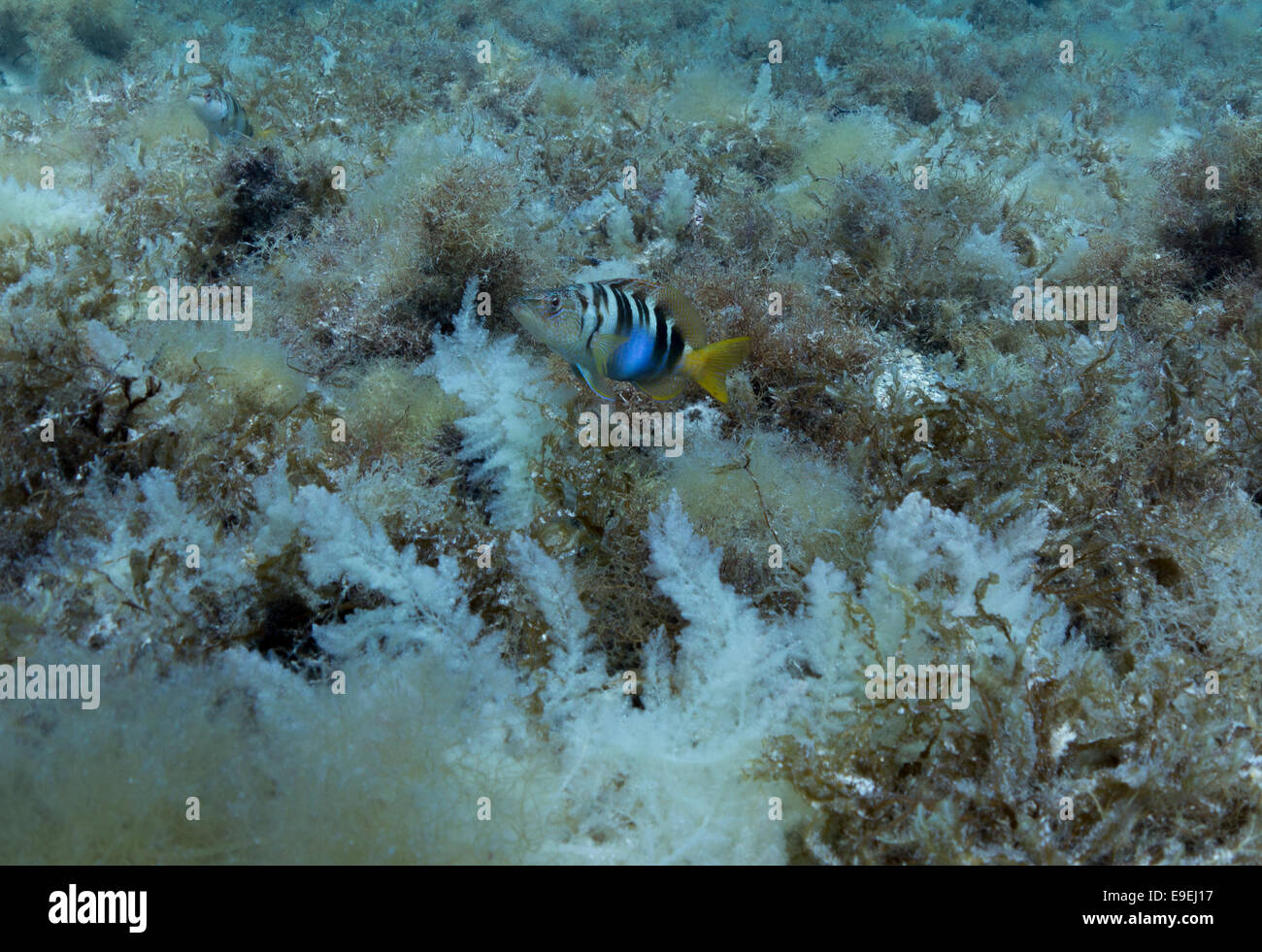 Blue and yellow groupers hi-res stock photography and images - Alamy