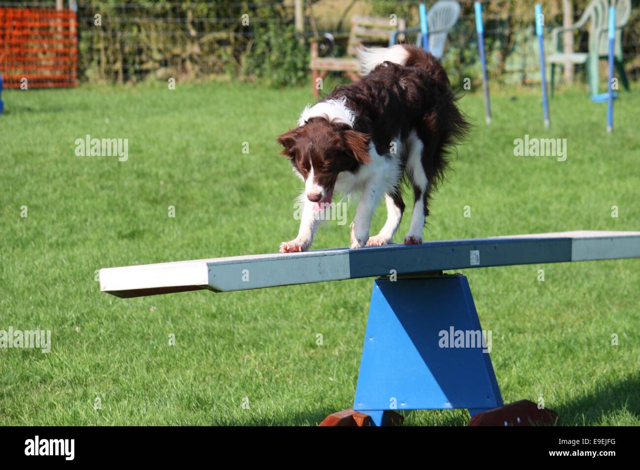 Collie Cross Springer Spaniel High Resolution Stock Photography and ...