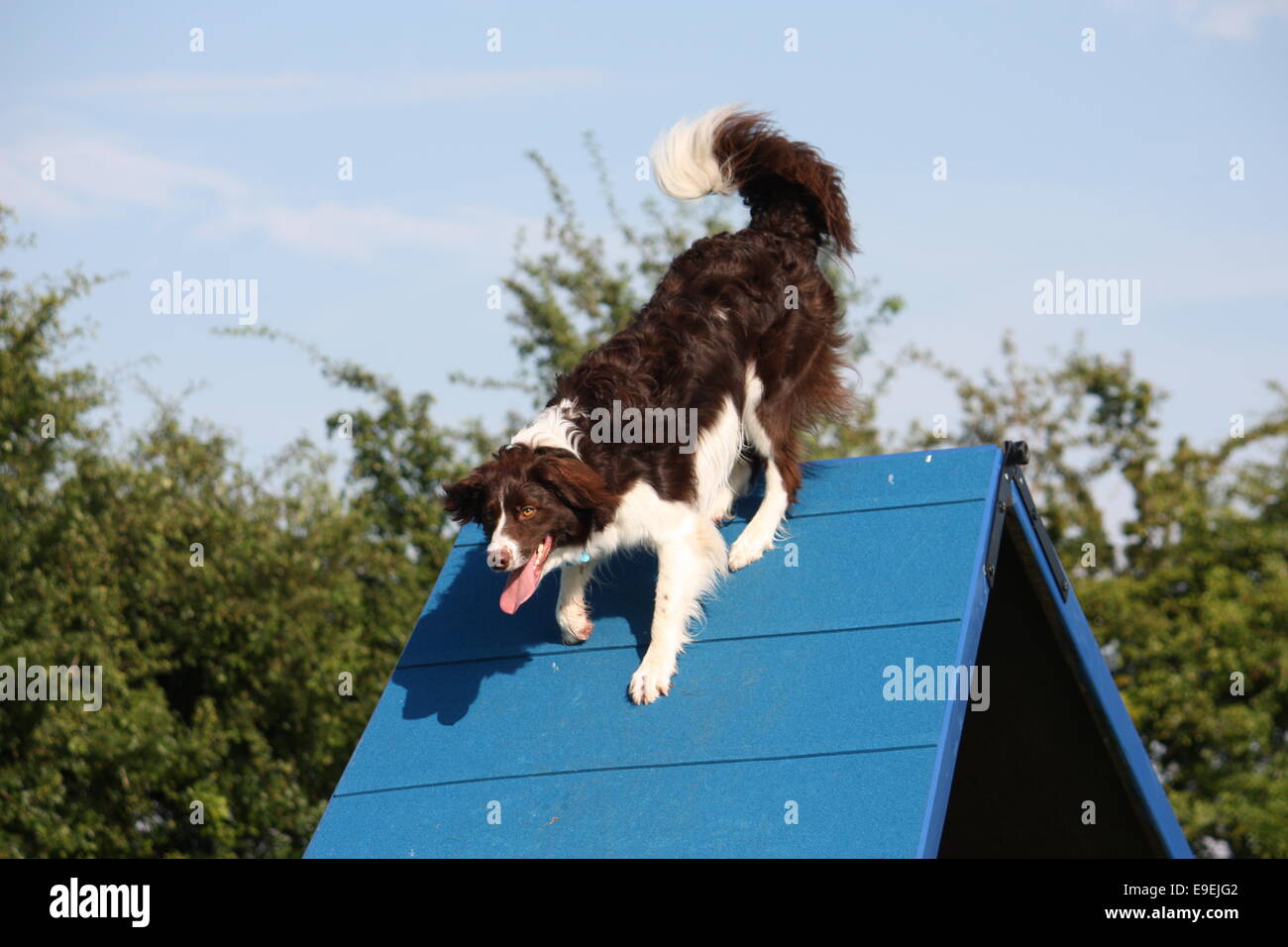 Springer cross hi-res stock photography and images - Alamy
