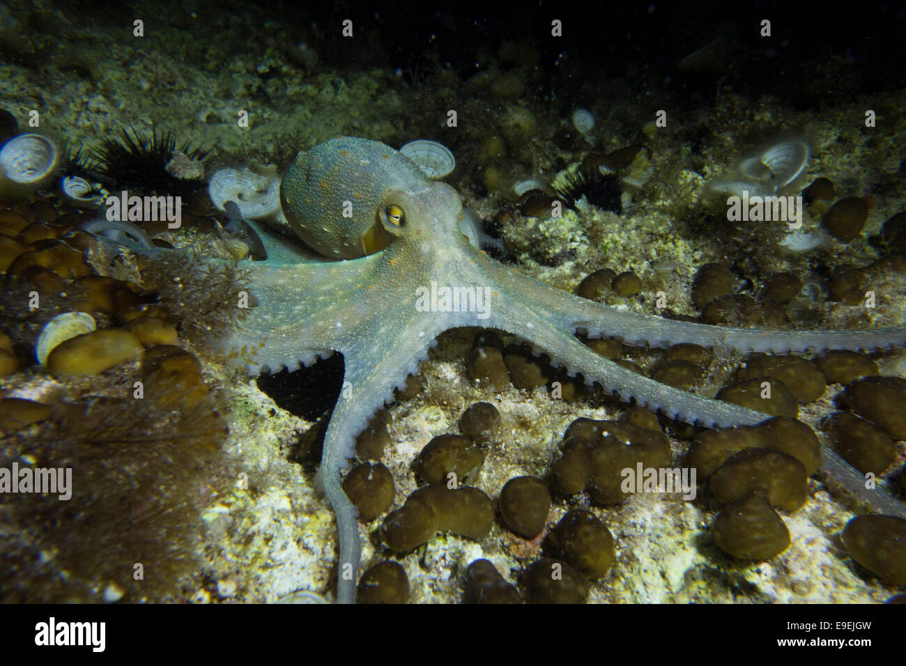 Octopus, Octopus vulgaris, close-up form the Mediterranean Sea. This ...