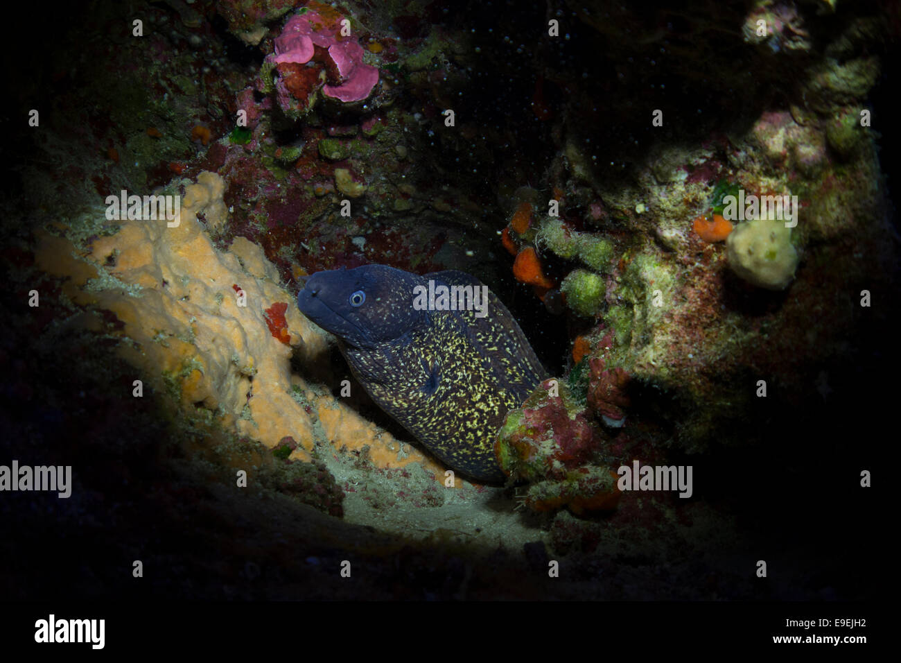 Black moray eel hi-res stock photography and images - Alamy