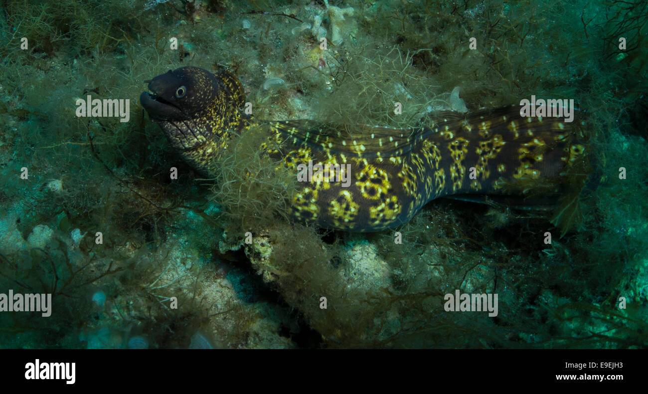 Mediterranean Moray Fish High Resolution Stock Photography and Images ...