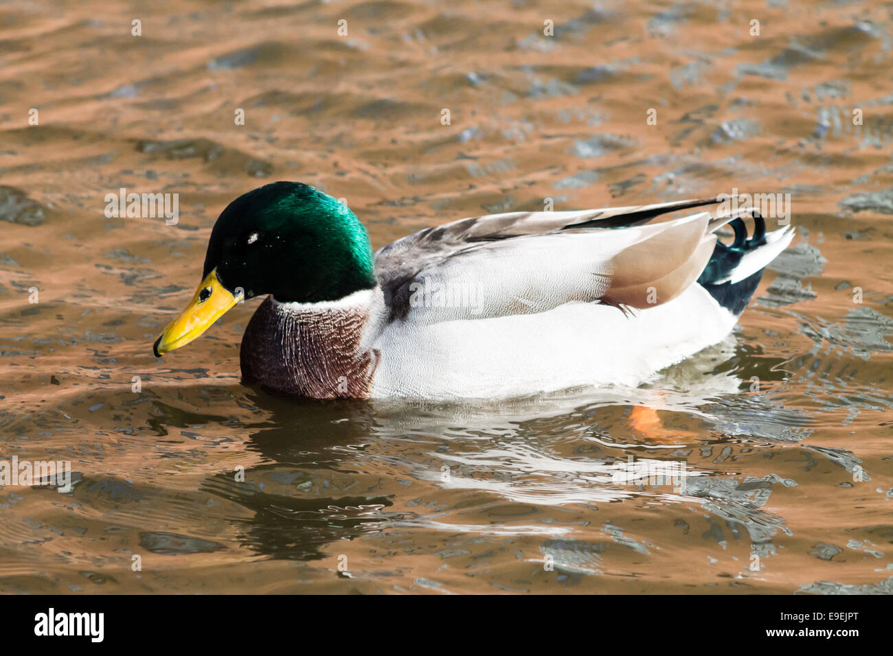 Adult Mallard Drake, swimming in the canal Stock Photo - Alamy