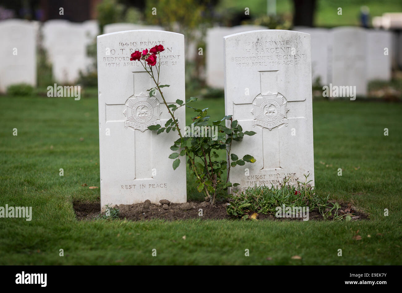 Red roses in front of a gravestone at Essex Farm Cemetery, Ypres ...