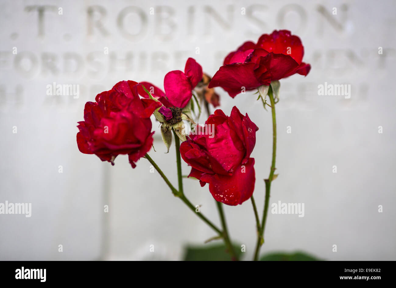 Essex farm ypres hi-res stock photography and images - Alamy