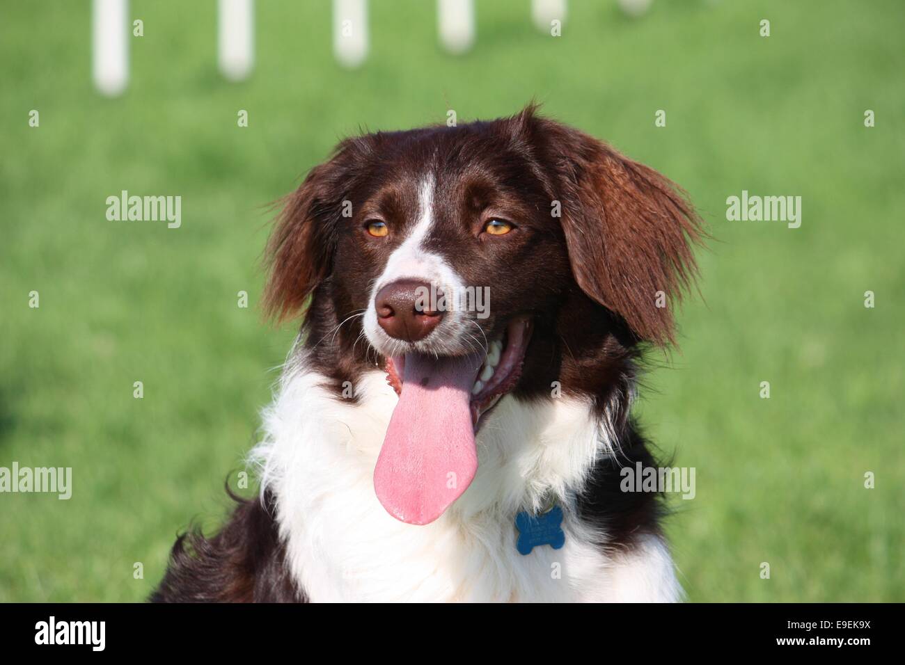 very cute liver and white collie cross springer spaniel pet dog Stock ...