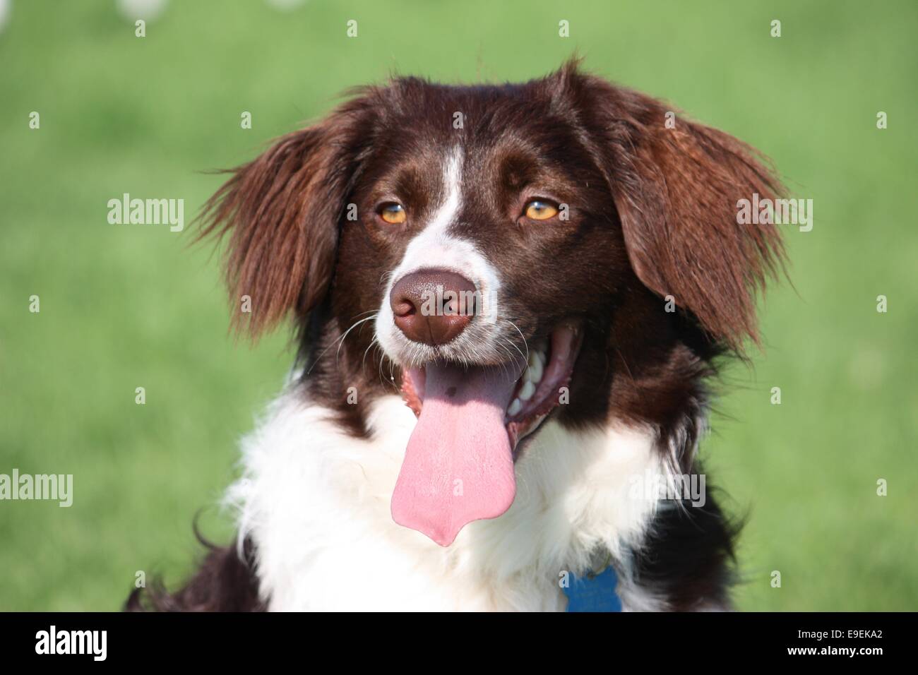 Collie Cross Springer Spaniel High Resolution Stock Photography and ...