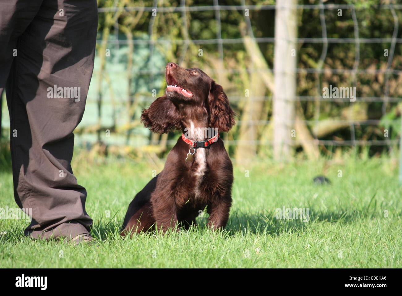 very cute young small chocolate liver working type cocker spaniel Stock ...