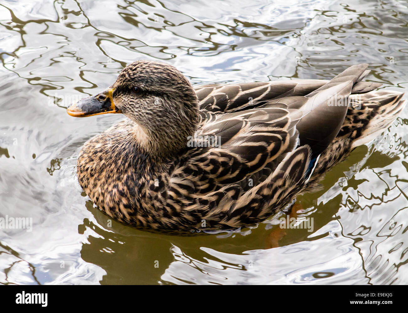 Female Mallard, swimming in the canal Stock Photo - Alamy