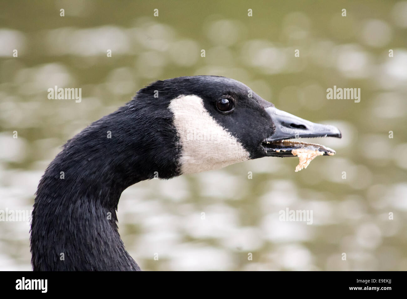 Canada goose eating hi-res stock photography and images - Alamy