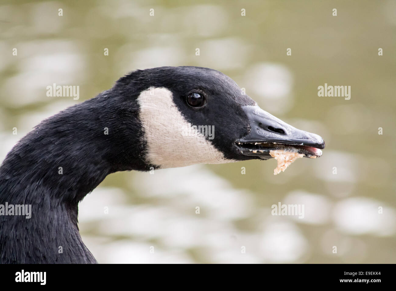 Canada Goose (Branta Canadensis), eating bread. Close up profile Stock ...