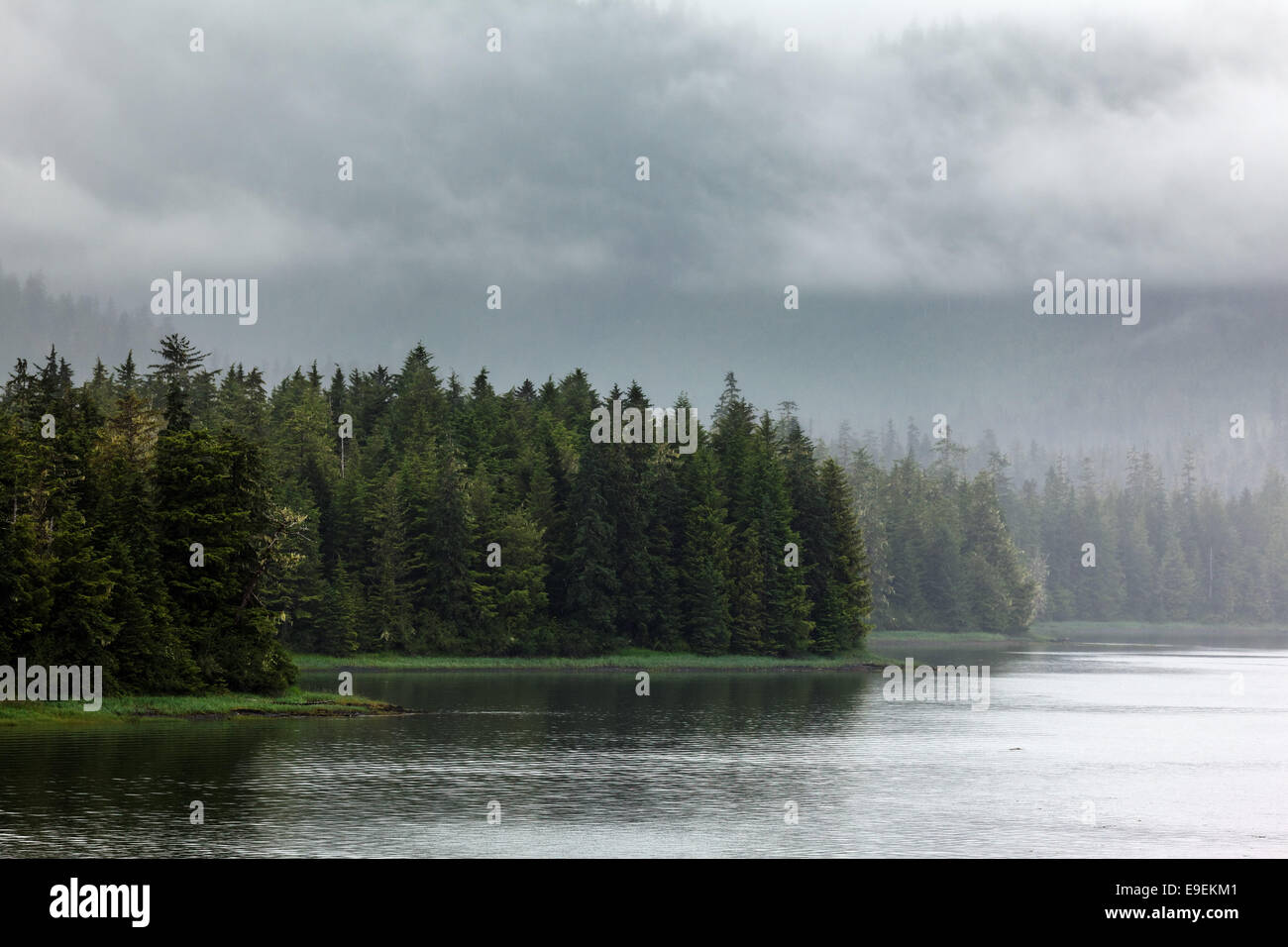 Fog shrouded forest along shoreline of Wrangell Narrows, Inside Passage ...