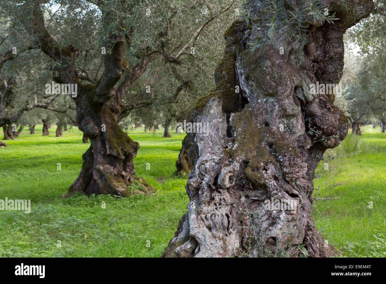 Olive grove with very old tree trunks at Zakynthos Greece Stock Photo ...