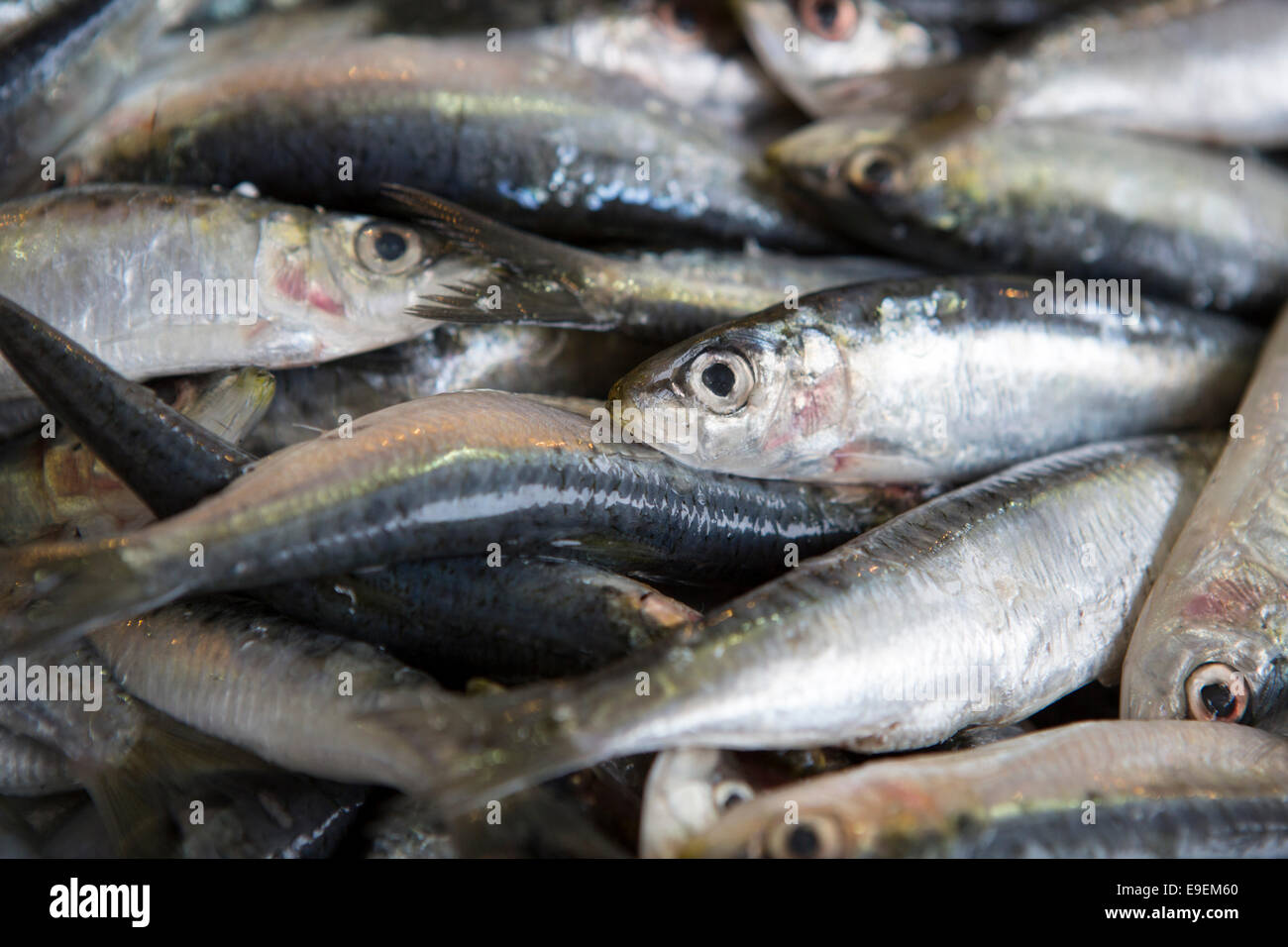 Fresh tuna fish at the local shop Stock Photo - Alamy