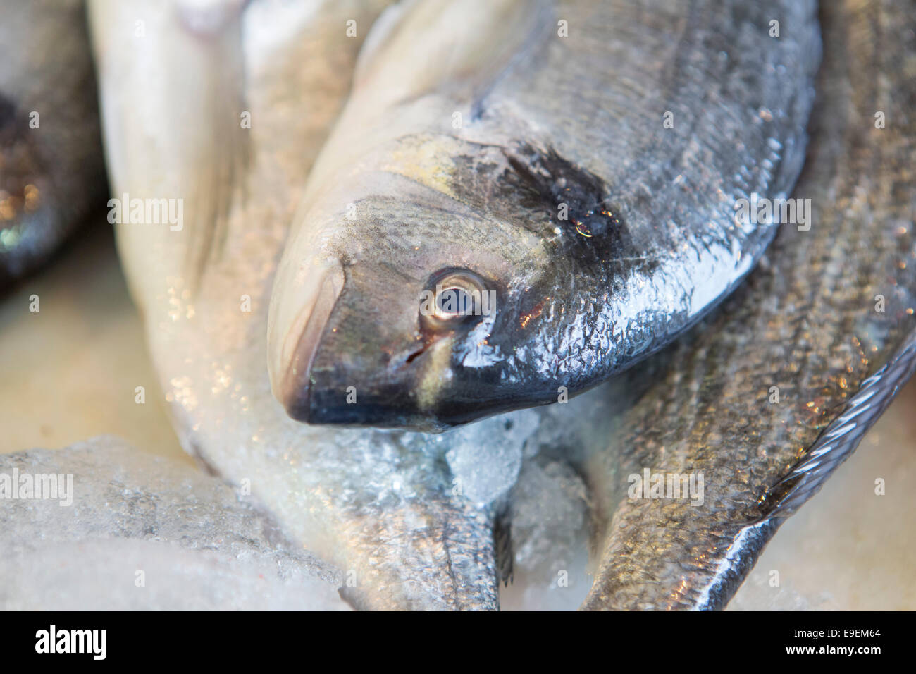 Ionian sea fish hi-res stock photography and images - Alamy