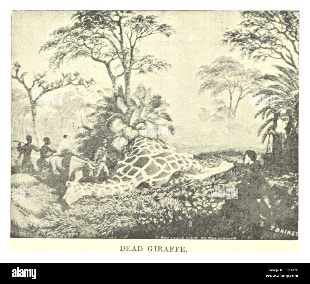 RegionPMB 1898 Dead Giraffe Stock Photo - Alamy