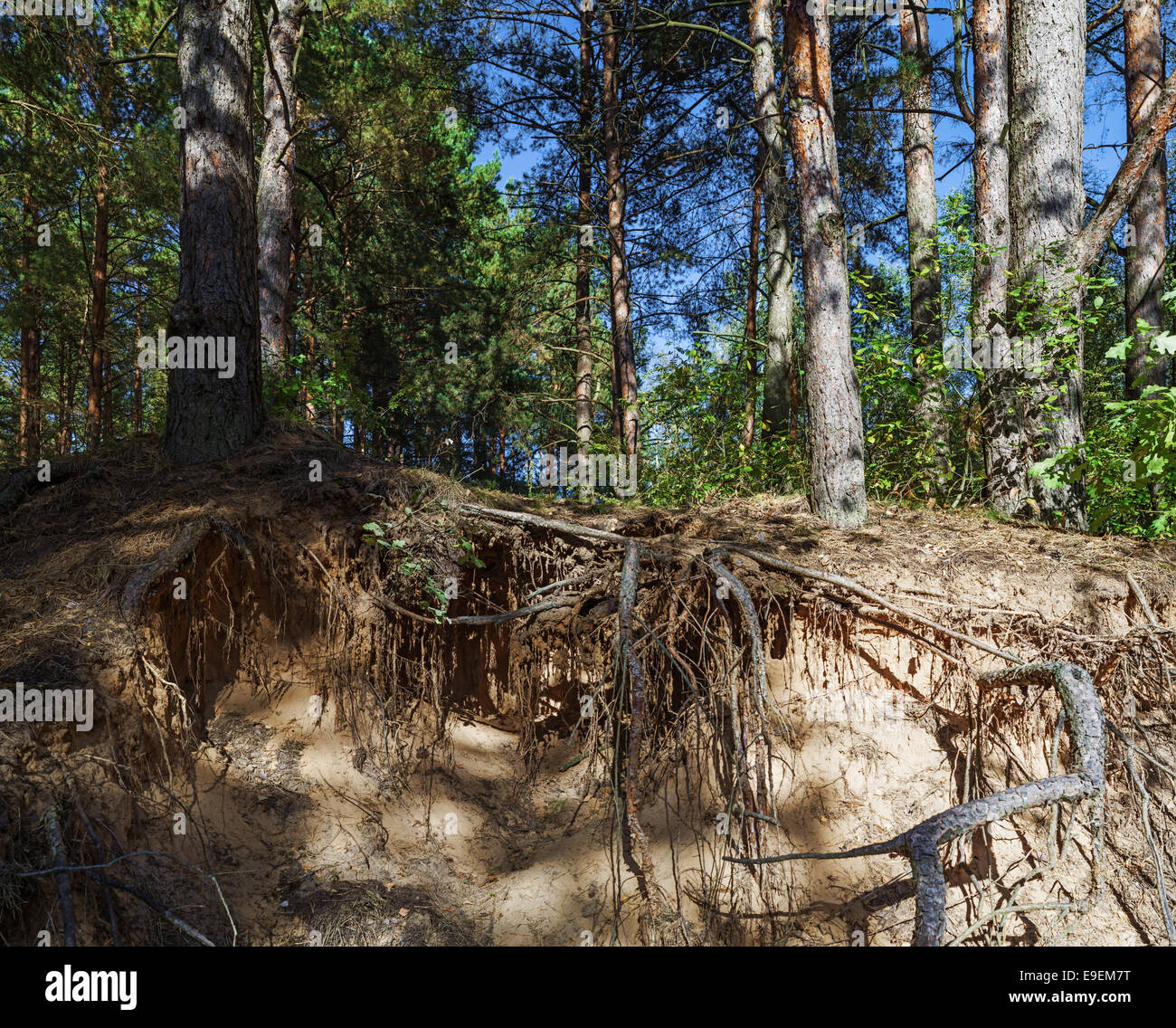 Autumn wood. Pine trees and sandy break Stock Photo - Alamy