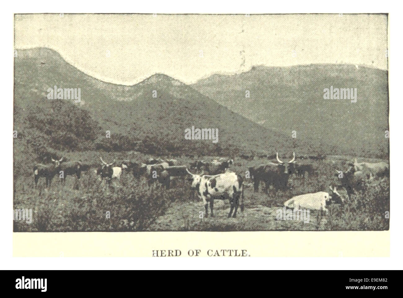 A 1898 illustration showing a herd of cattle in a rural region. The ...