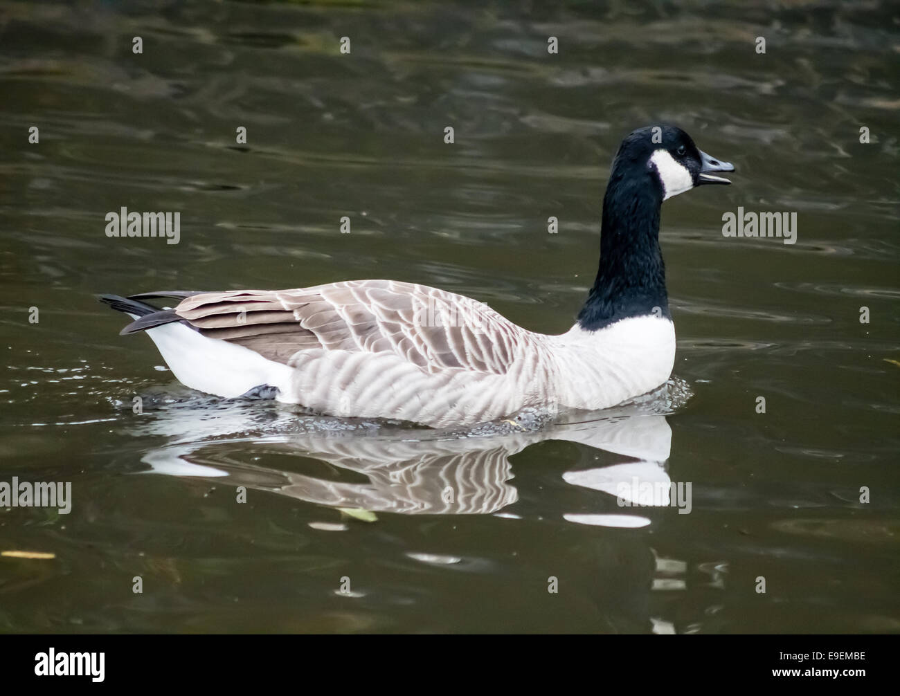 Goose honking hi-res stock photography and images - Alamy