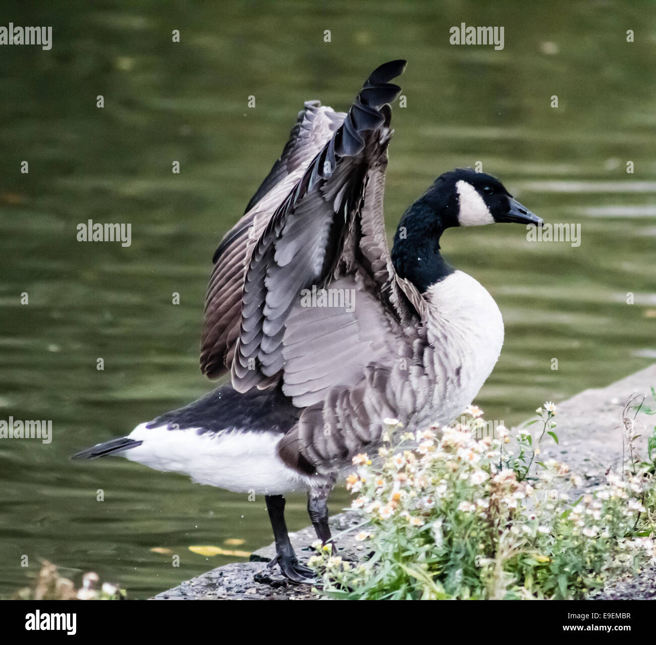 Canada Goose (Branta Canadensis), flapping wings next to canal Stock ...
