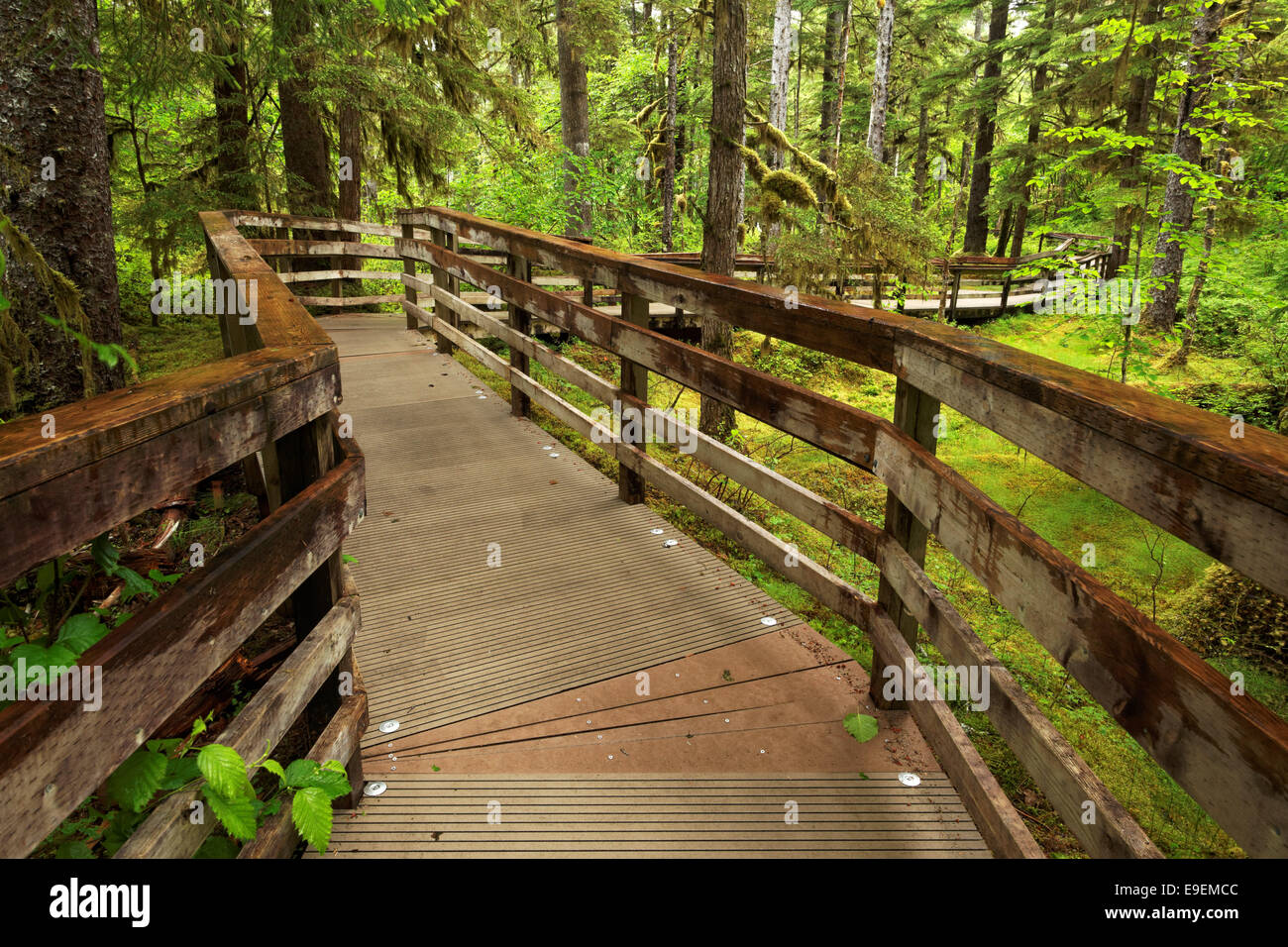 Forest Loop Trail, Bartlett Cove, Glacier Bay National Park, Alaska ...