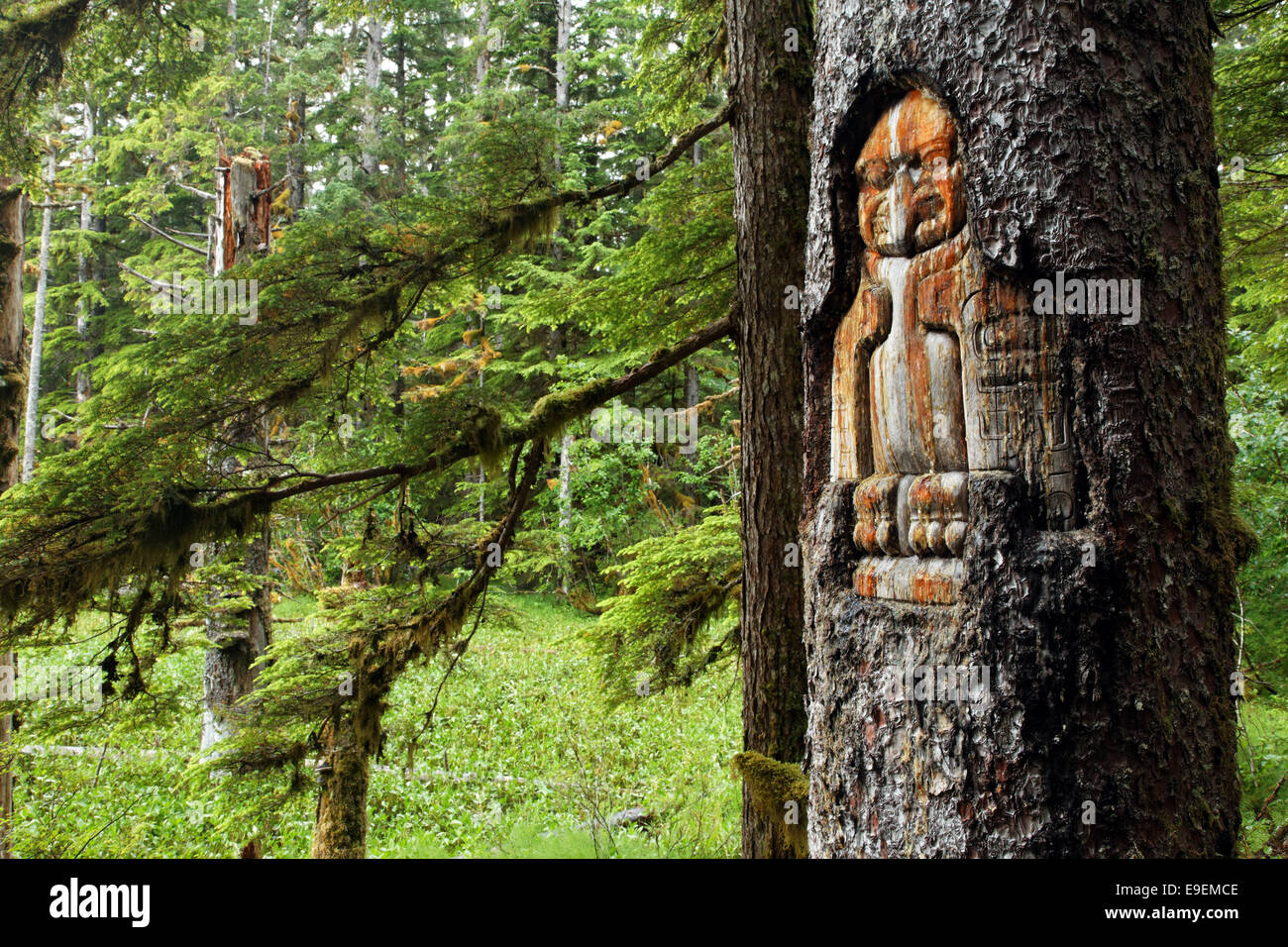Tlingit trail marker carved in tree, Forest Loop Trail, Bartlett Cove ...