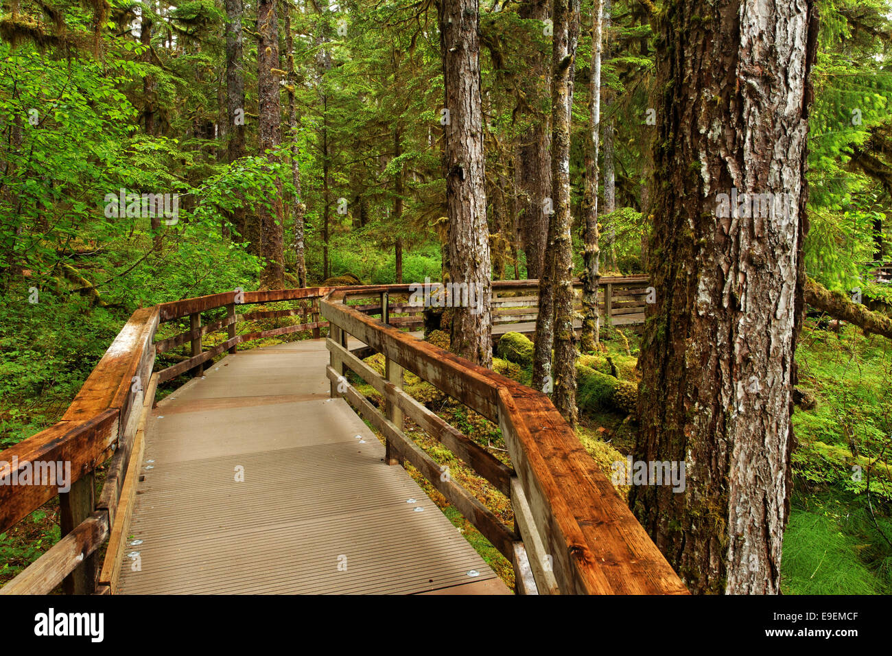 Forest Loop Trail, Bartlett Cove, Glacier Bay National Park, Alaska ...