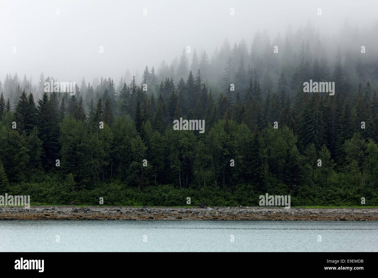 Forest and shoreline, Glacier Bay National Park, Southeast Alaska, USA ...