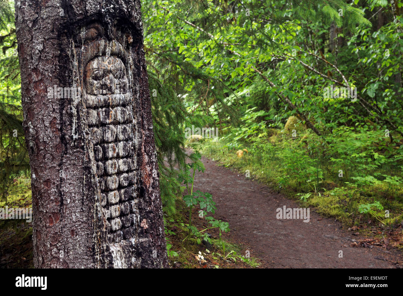 Tlingit trail marker carved in tree, Bartlett Cove, Glacier Bay ...