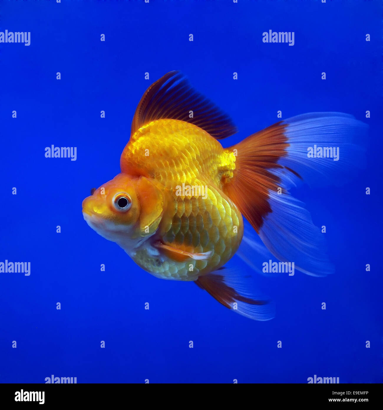 beautiful goldfish in the aquarium Stock Photo - Alamy