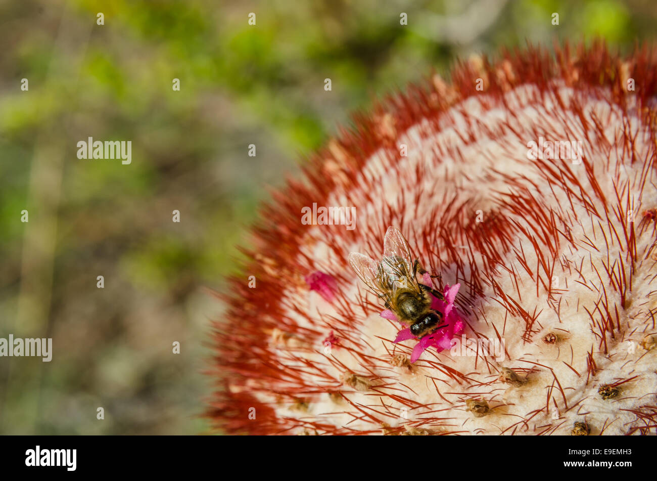 A bee searches for nectar in the bright pink bud of a barrel cactus ...