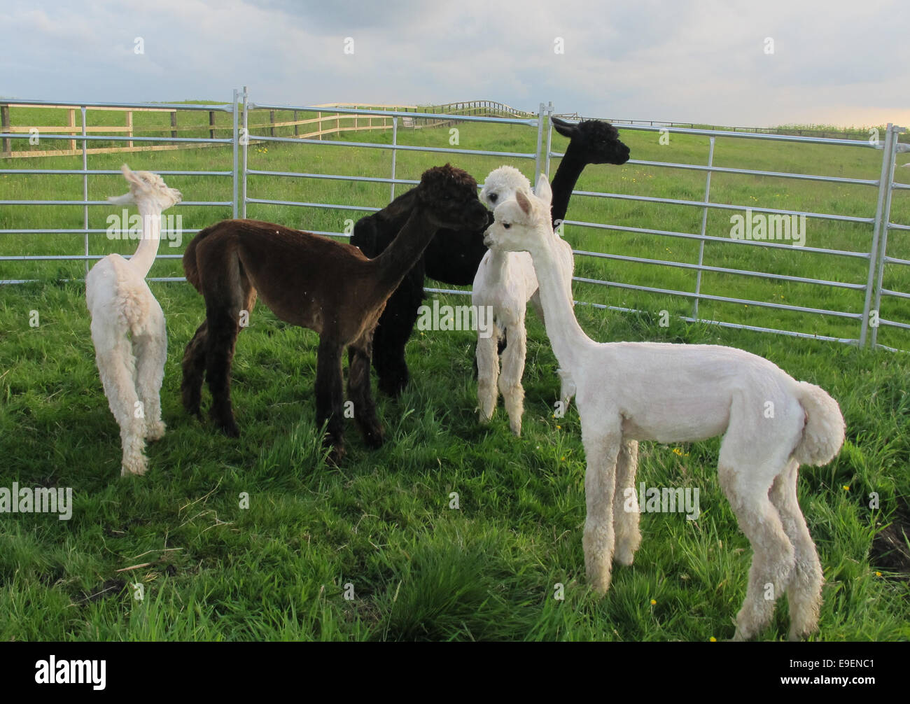 Alpacas immediately after shearing Stock Photo - Alamy